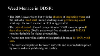Weed Management in Dry Direct-Seeded Rice.pptx