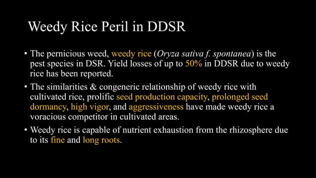 Weed Management in Dry Direct-Seeded Rice.pptx | Agriculture | Industries