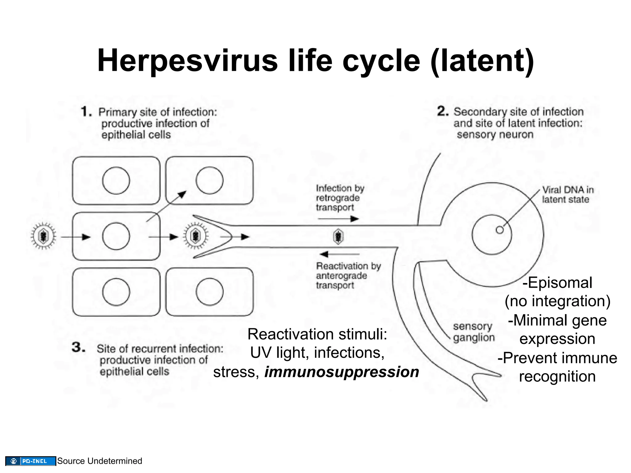 05.04.09(a): Herpes Viruses | PDF
