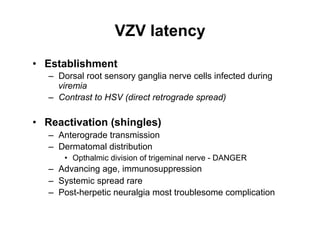 05.04.09(a): Herpes Viruses | PDF