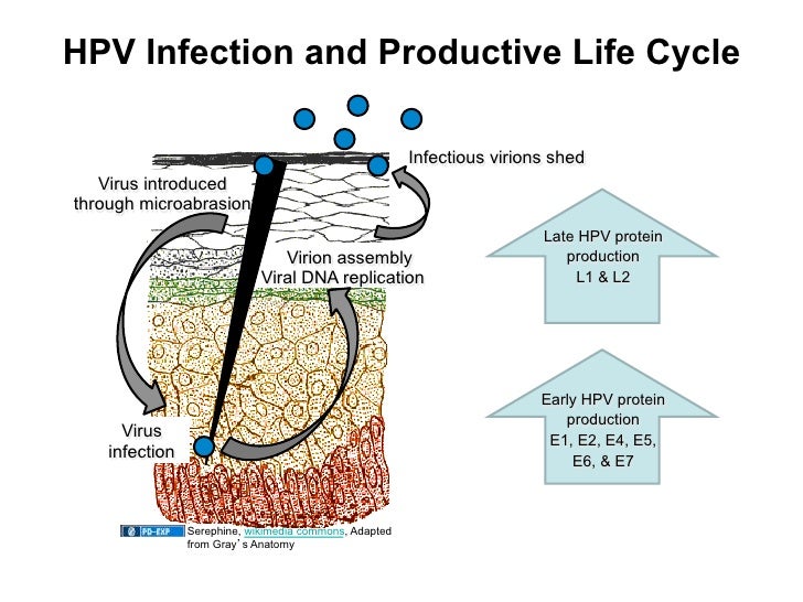 05 04 09 B Oncogenic Viruses