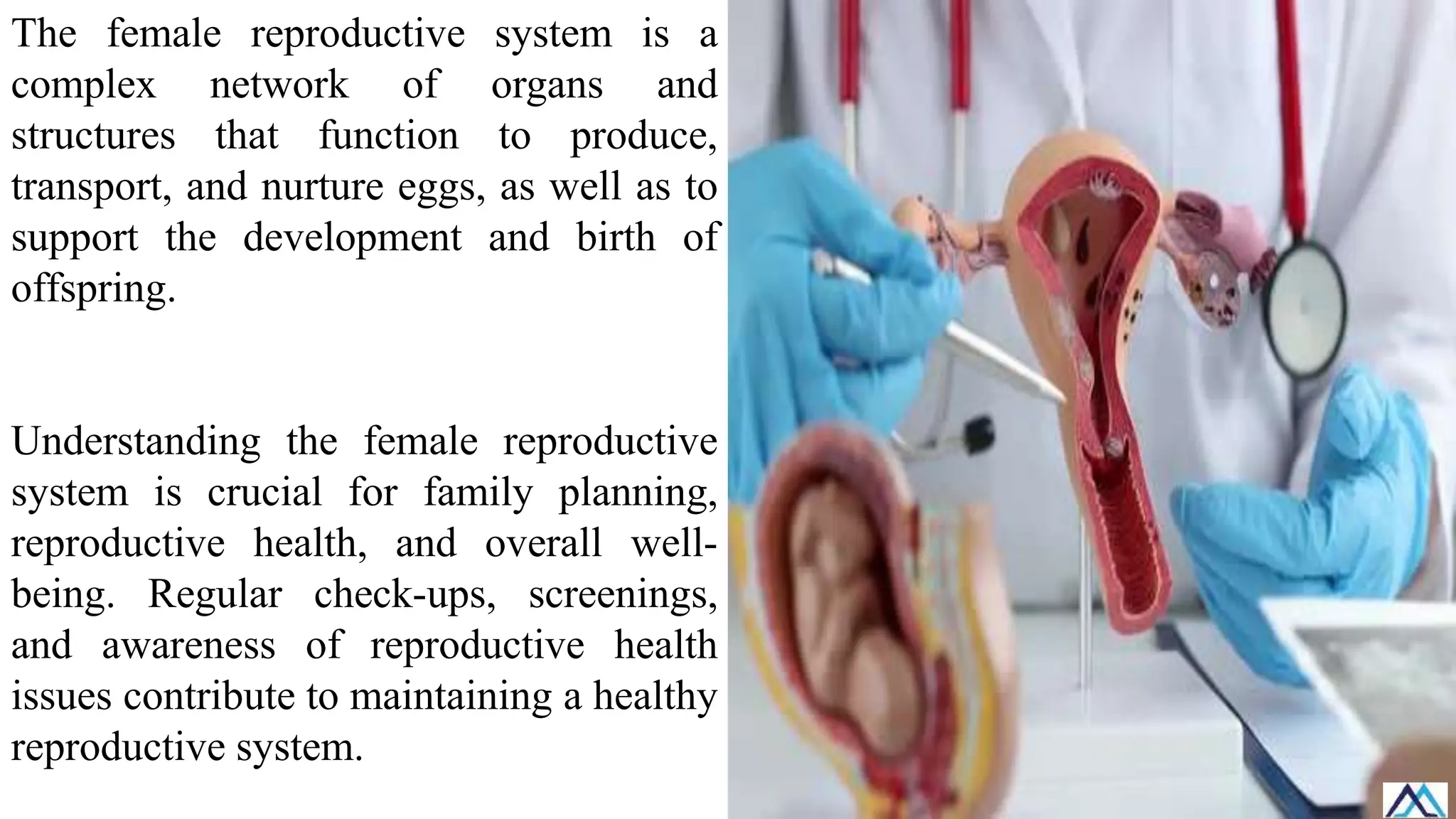 05 06 07 Female Reproductive System / Female Reproductive System.pdf