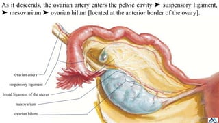 05 06 07 Female Reproductive System / Female Reproductive System.pdf