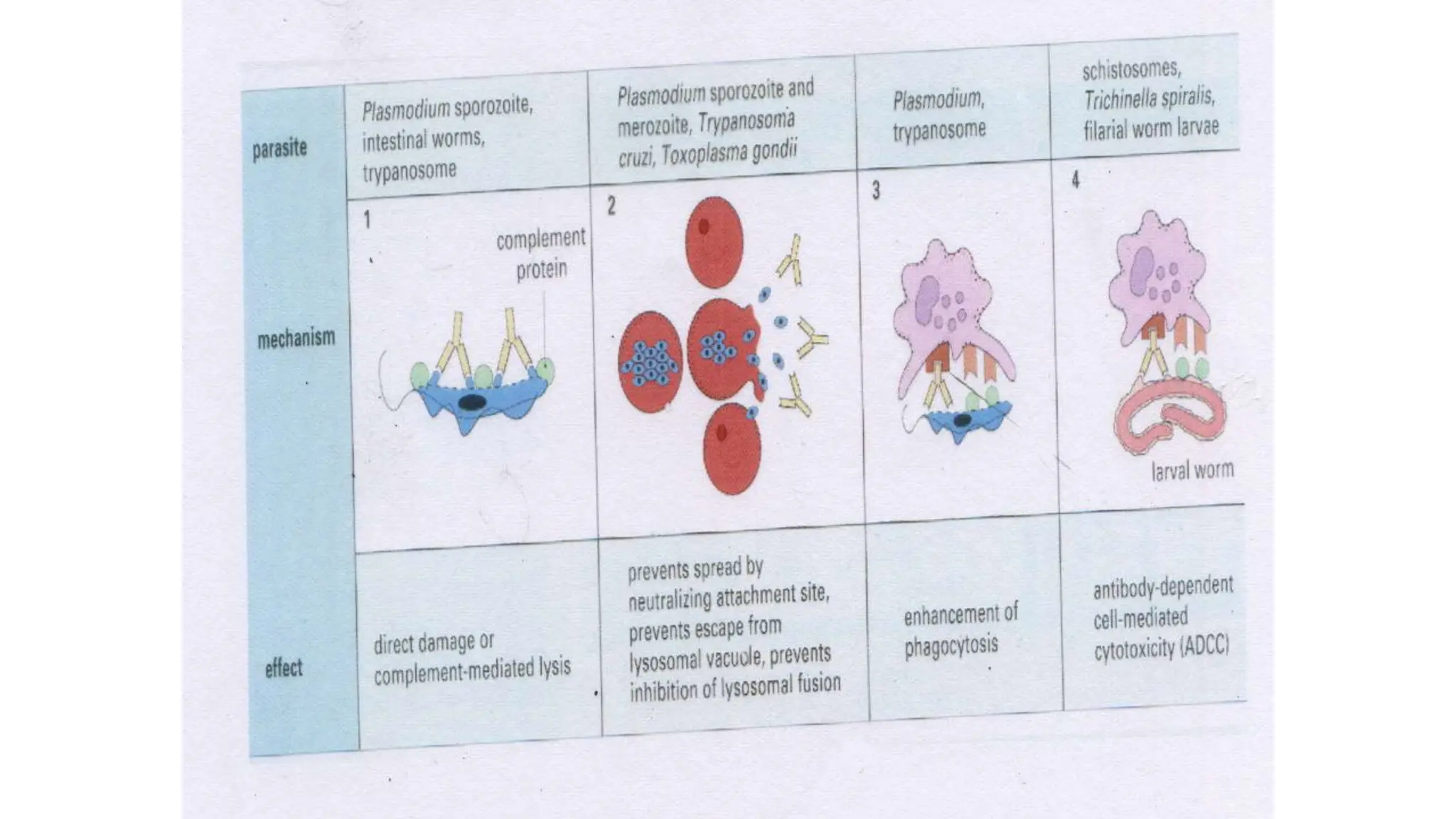 parasitic infection immune response and mechanism of evasion | PPTX