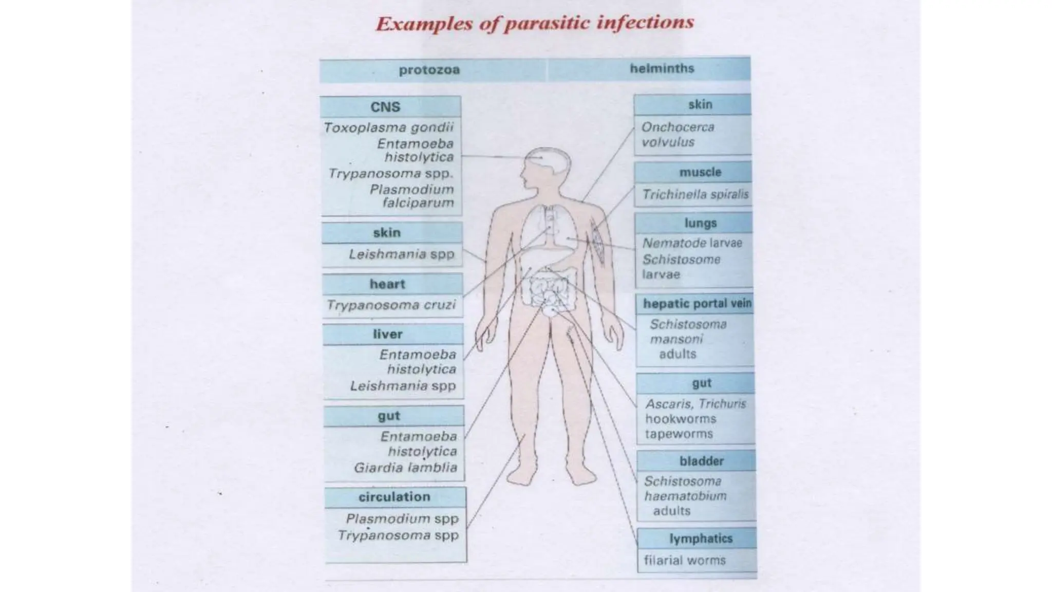parasitic infection immune response and mechanism of evasion | PPTX
