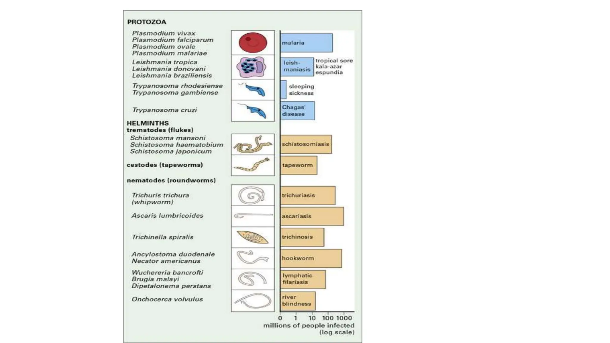 parasitic infection immune response and mechanism of evasion | PPTX