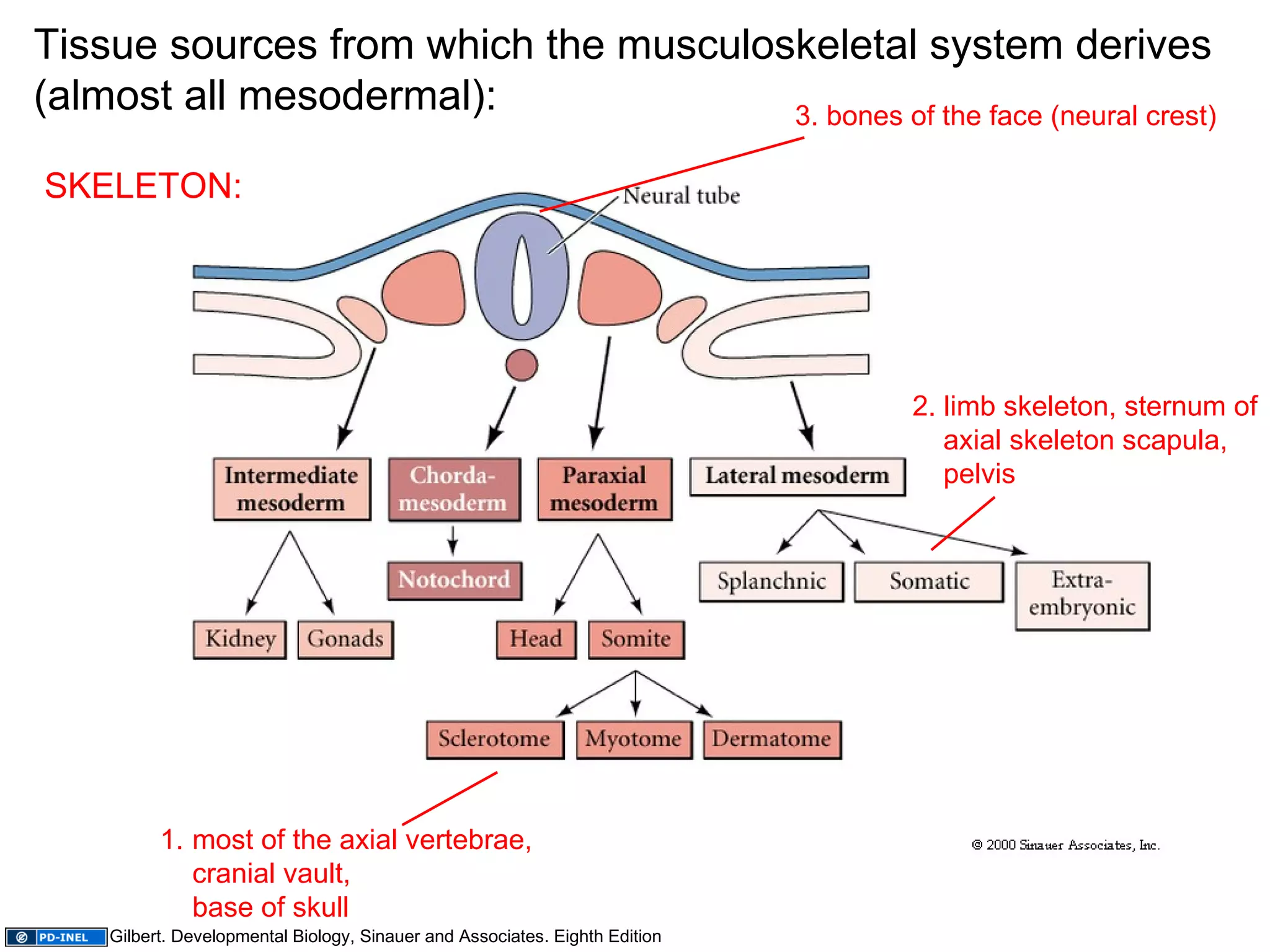 05.22.09: Musculoskeletal | PPT
