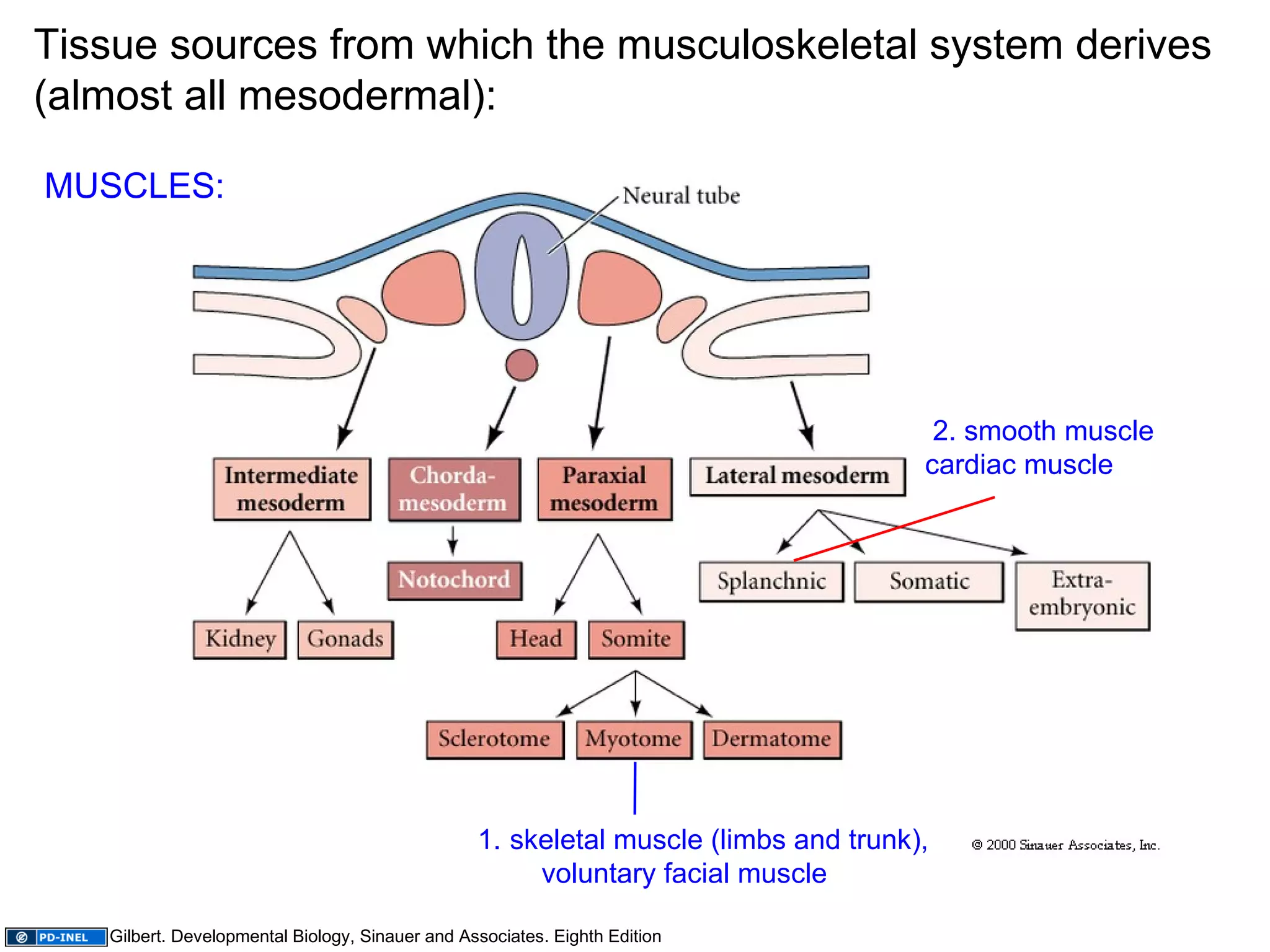 05.22.09: Musculoskeletal | PPT