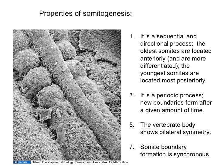 05.22.09: Musculoskeletal