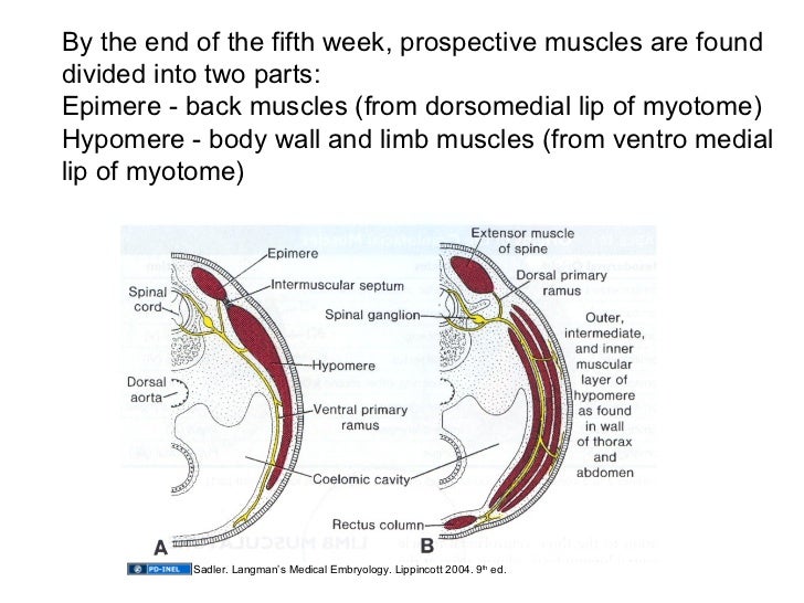 05.22.09: Musculoskeletal