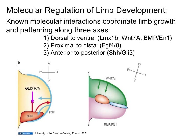 05.22.09: Musculoskeletal