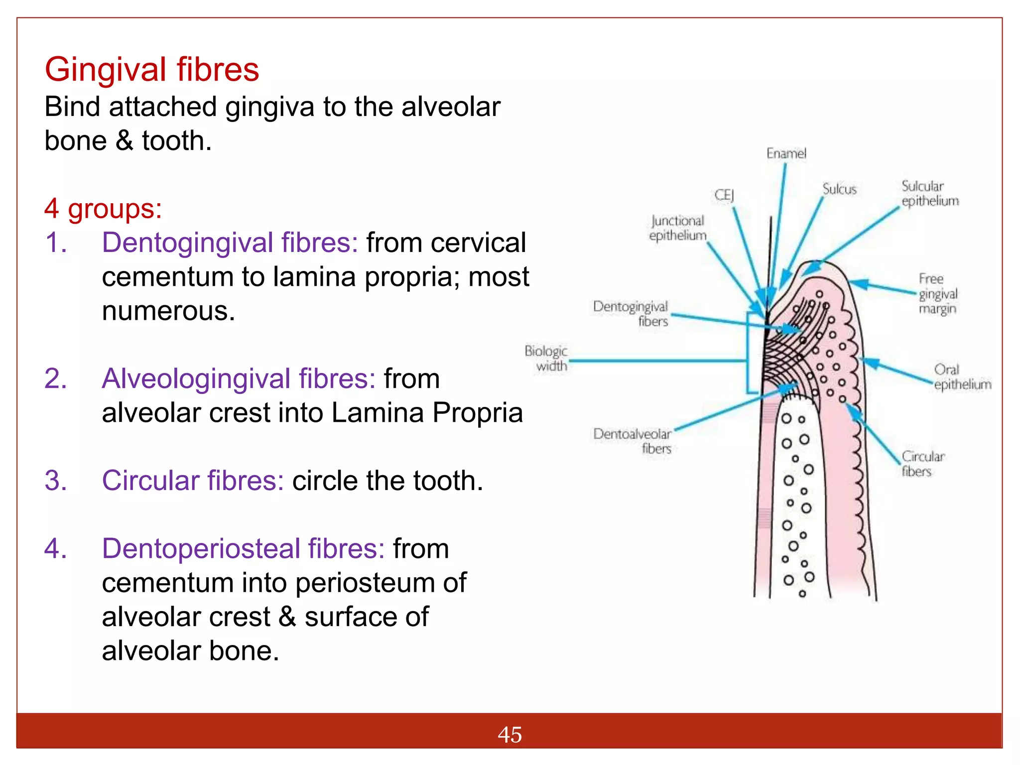 Oral mucous membrane - Oral mucosa | PPTX
