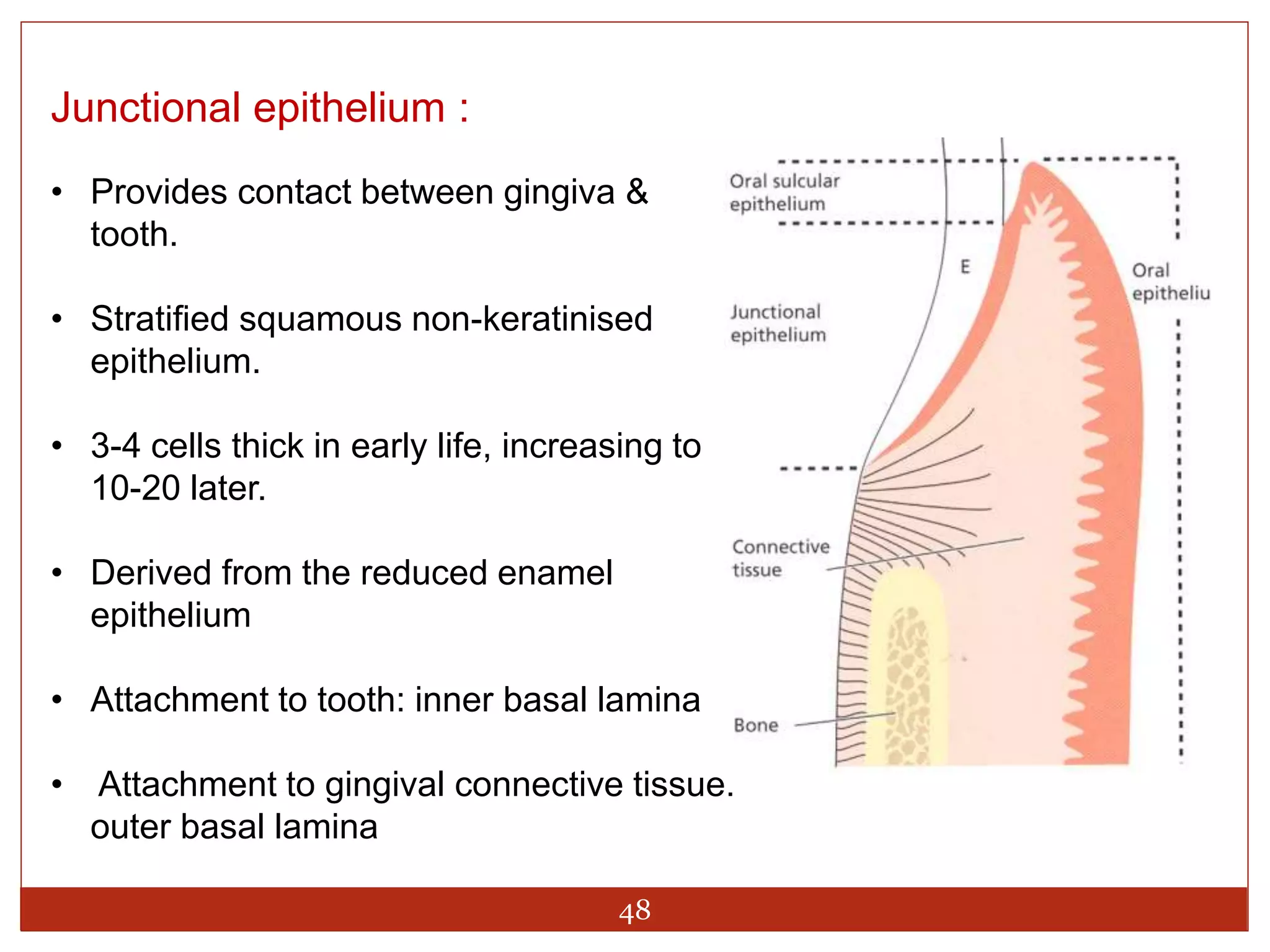 Oral mucous membrane - Oral mucosa | PPTX