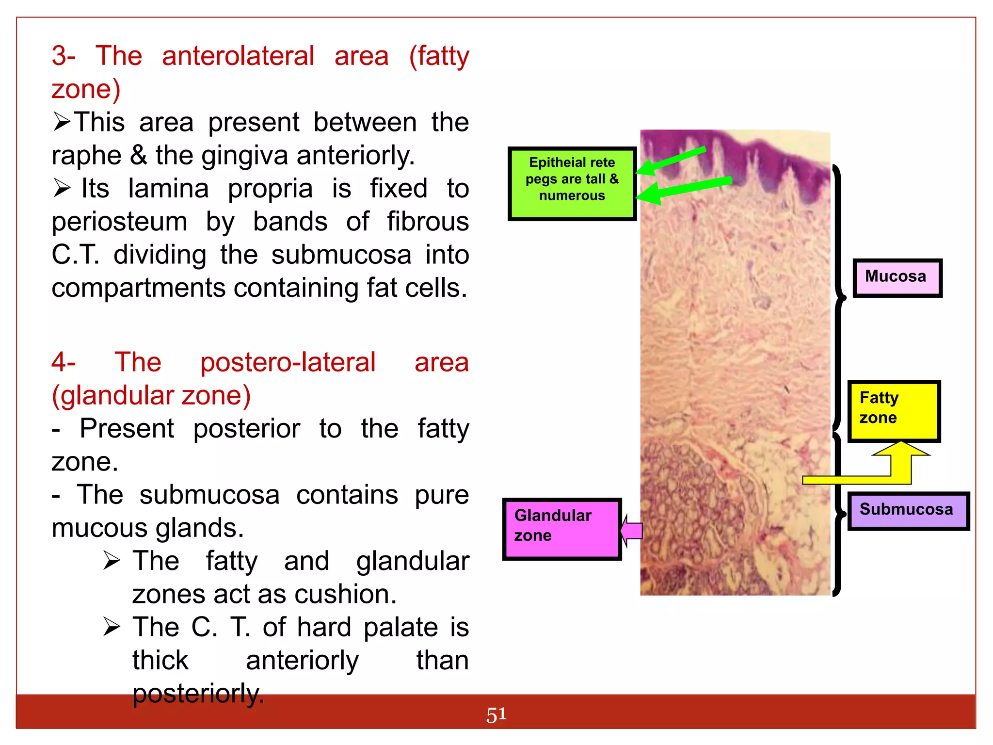 Oral mucous membrane - Oral mucosa | PPTX