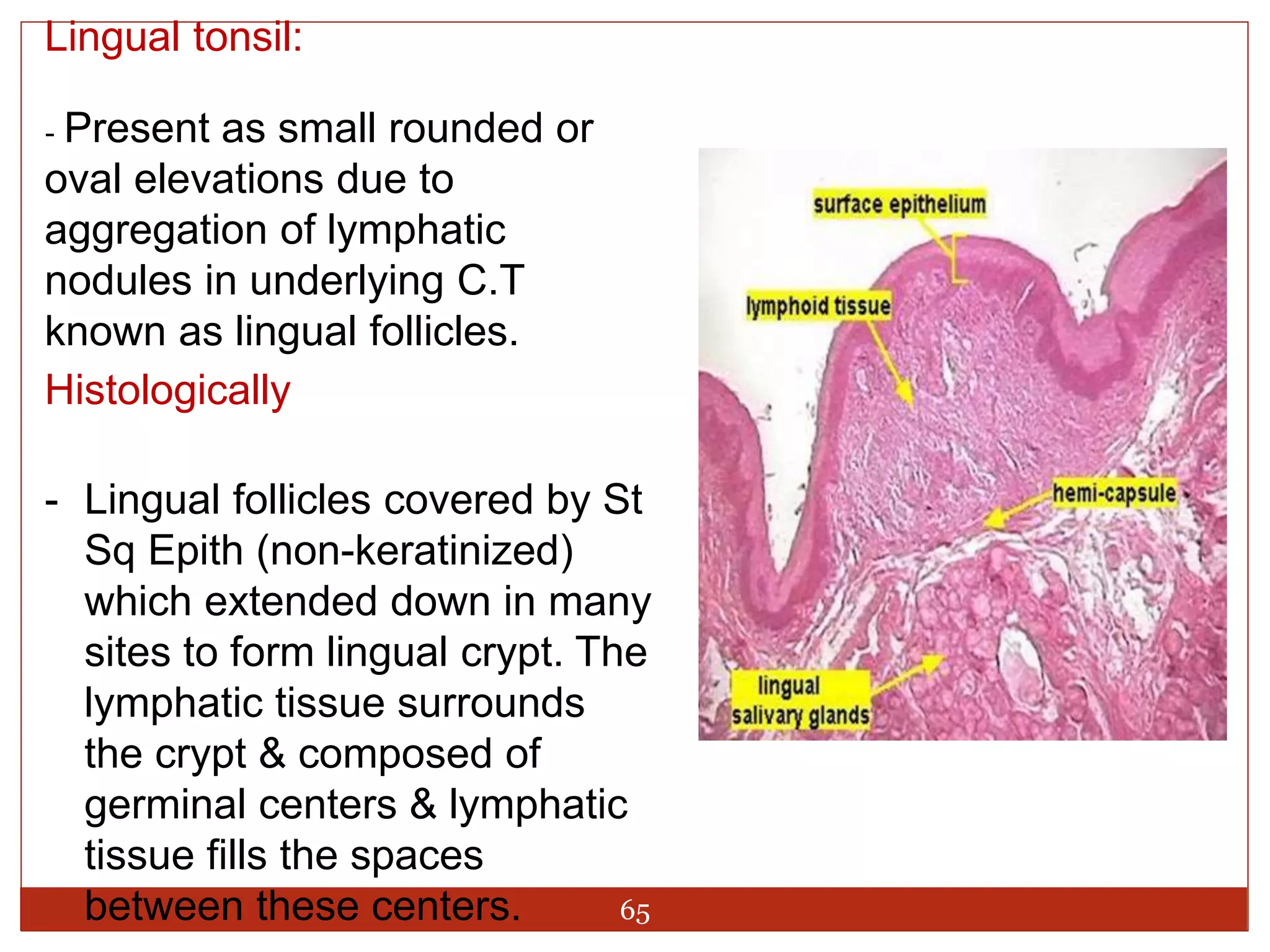 Oral mucous membrane - Oral mucosa | PPTX