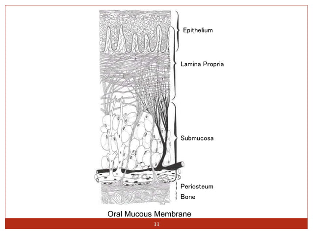 Oral mucous membrane - Oral mucosa | PPTX | Dental Health | Diseases ...