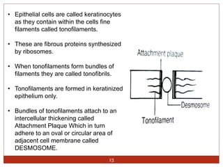 Oral mucous membrane - Oral mucosa | PPTX | Dental Health | Diseases ...