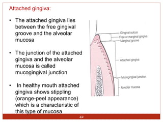Oral mucous membrane - Oral mucosa | PPTX