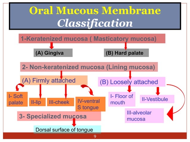 Oral mucous membrane - Oral mucosa | PPTX | Dental Health | Diseases ...