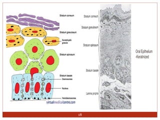 Mucous Membrane Diagram