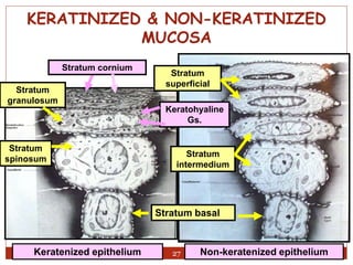Non Keratinized Mucosa