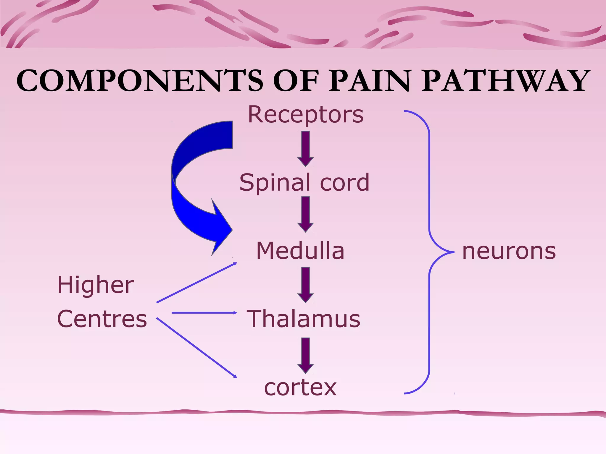 The General Pain Pathways | PPT