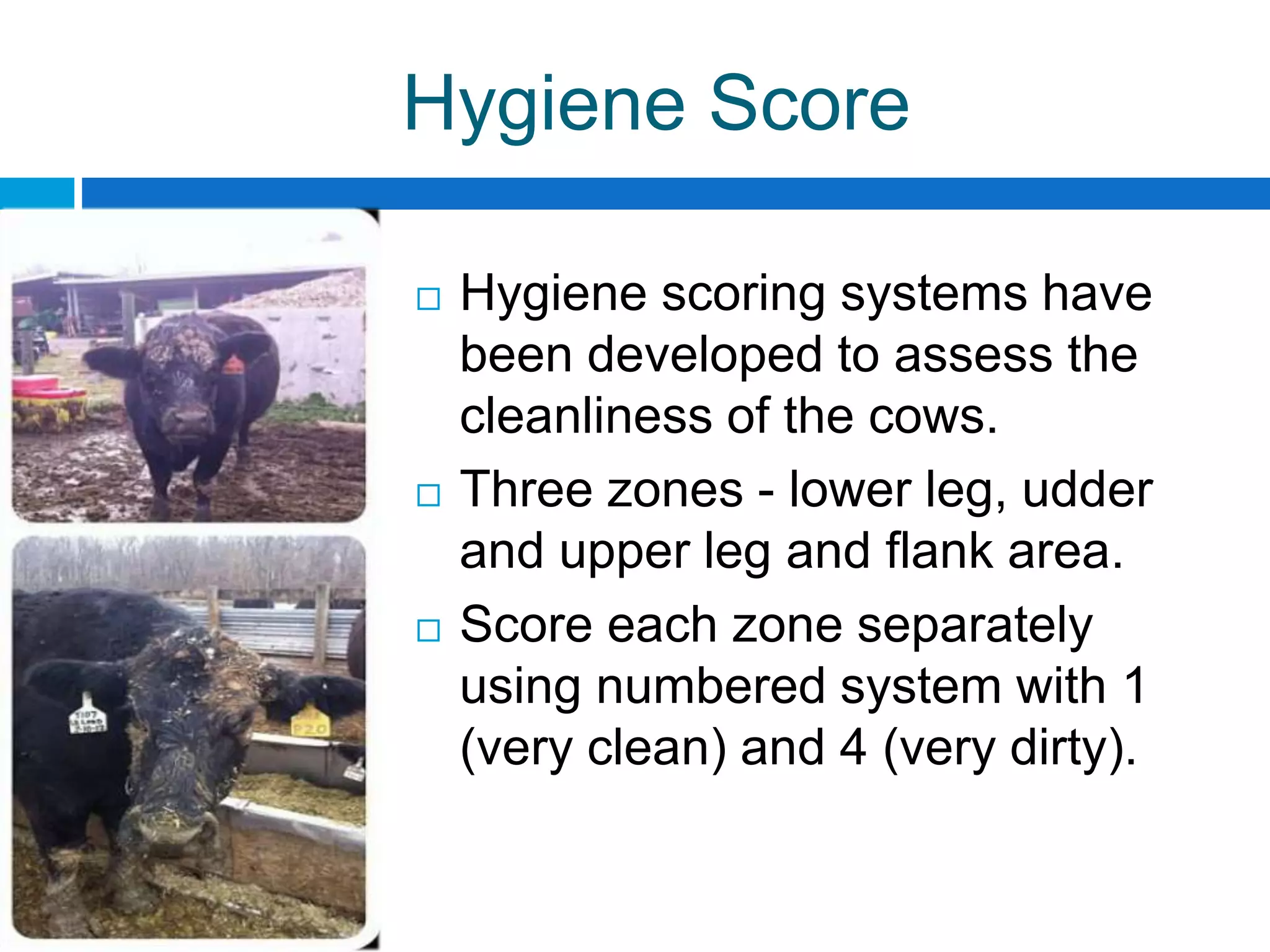 Bovine Mastitis | PPTX