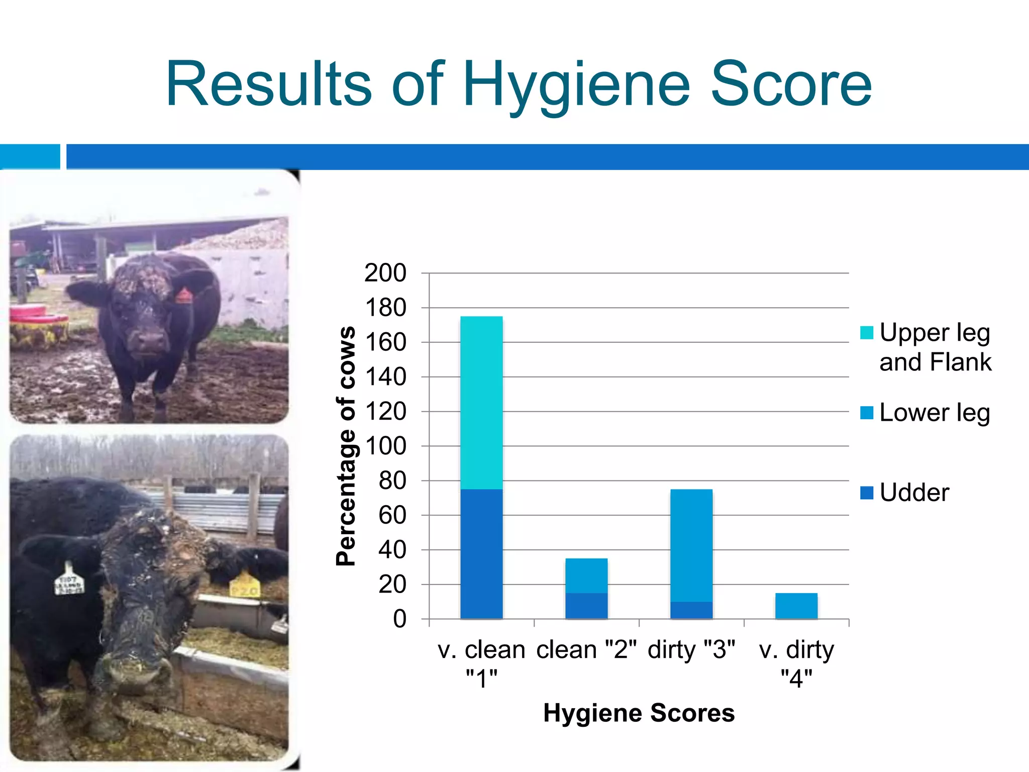 Bovine Mastitis | PPTX