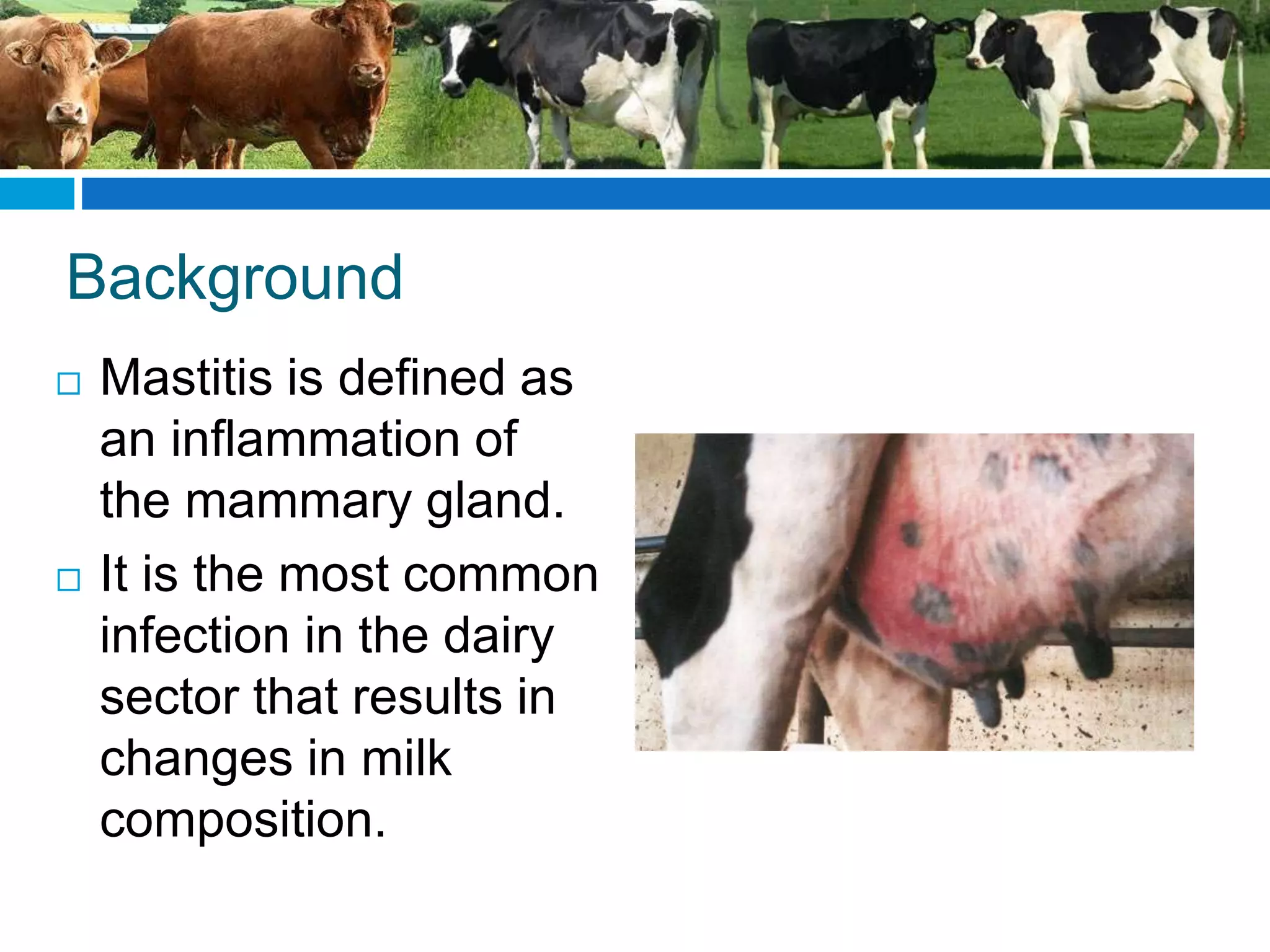 Bovine Mastitis | PPTX