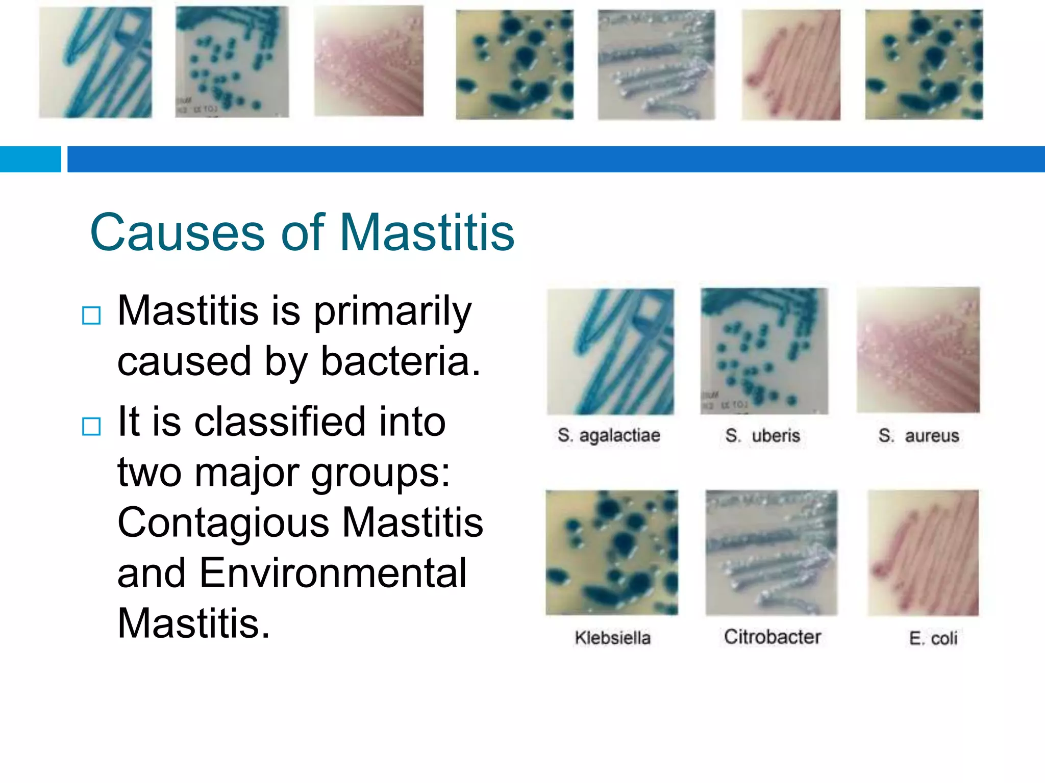Bovine Mastitis | PPTX