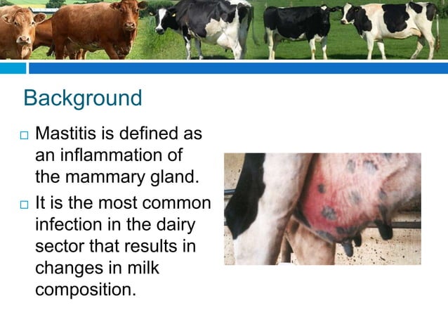 Bovine Mastitis | PPT