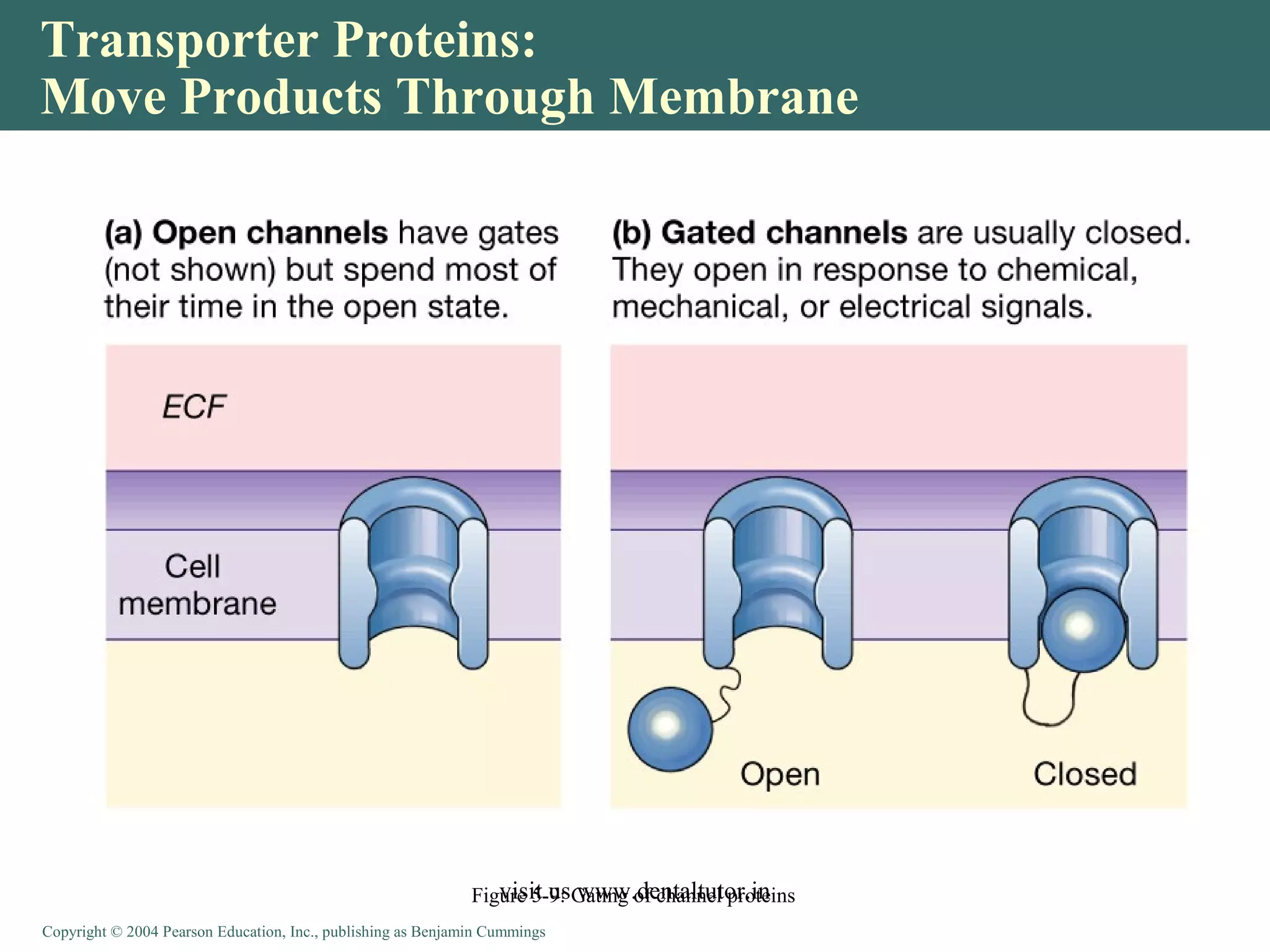Membrane Dynamics | PPT