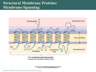 Membrane Dynamics | PPT