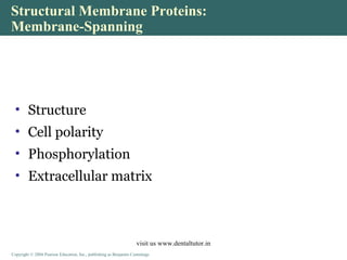 Membrane Dynamics | PPT