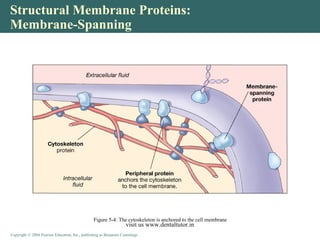 Membrane Dynamics | PPT