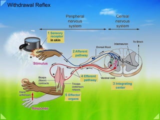 05a motor system overview reflex | PDF