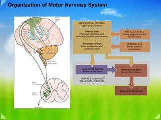 05a motor system overview reflex | PDF
