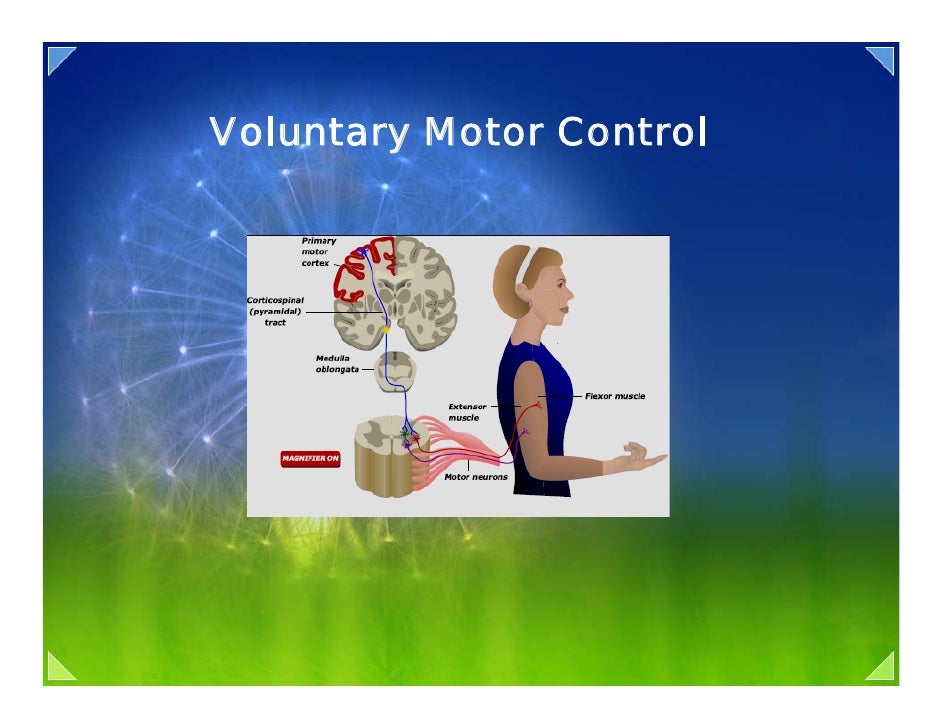05a motor system overview reflex 05a motor system overview reflex