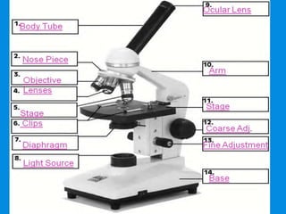 05_a_the_microscope.ppt