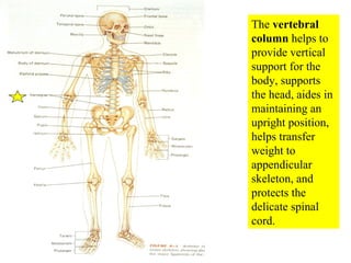 Axial Skeleton Thoracic Cage