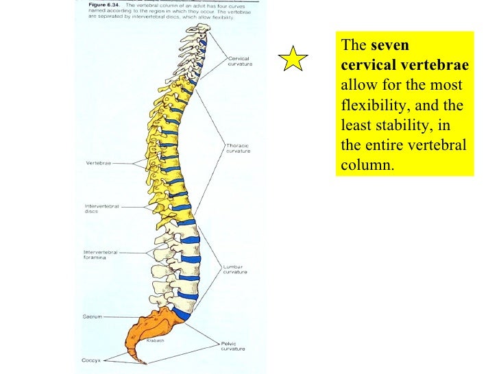 The Vertebral Column Axial Skeleton Axial Skeleton