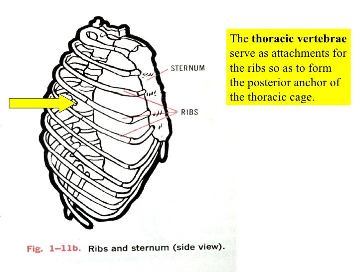 Axial Skeleton Thoracic Cage