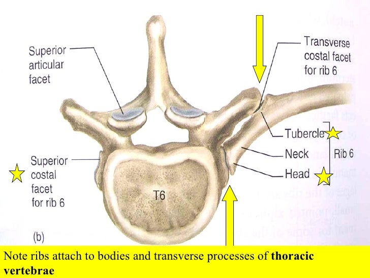 The Vertebral Column Axial Skeleton Axial Skeleton