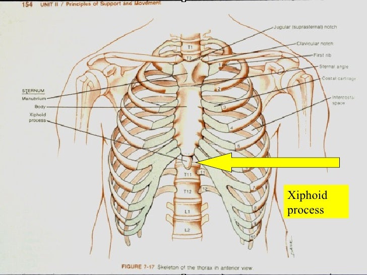 Xiphoid Process Vertebral Level