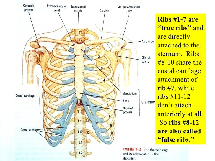Vertebrochondral Ribs Number