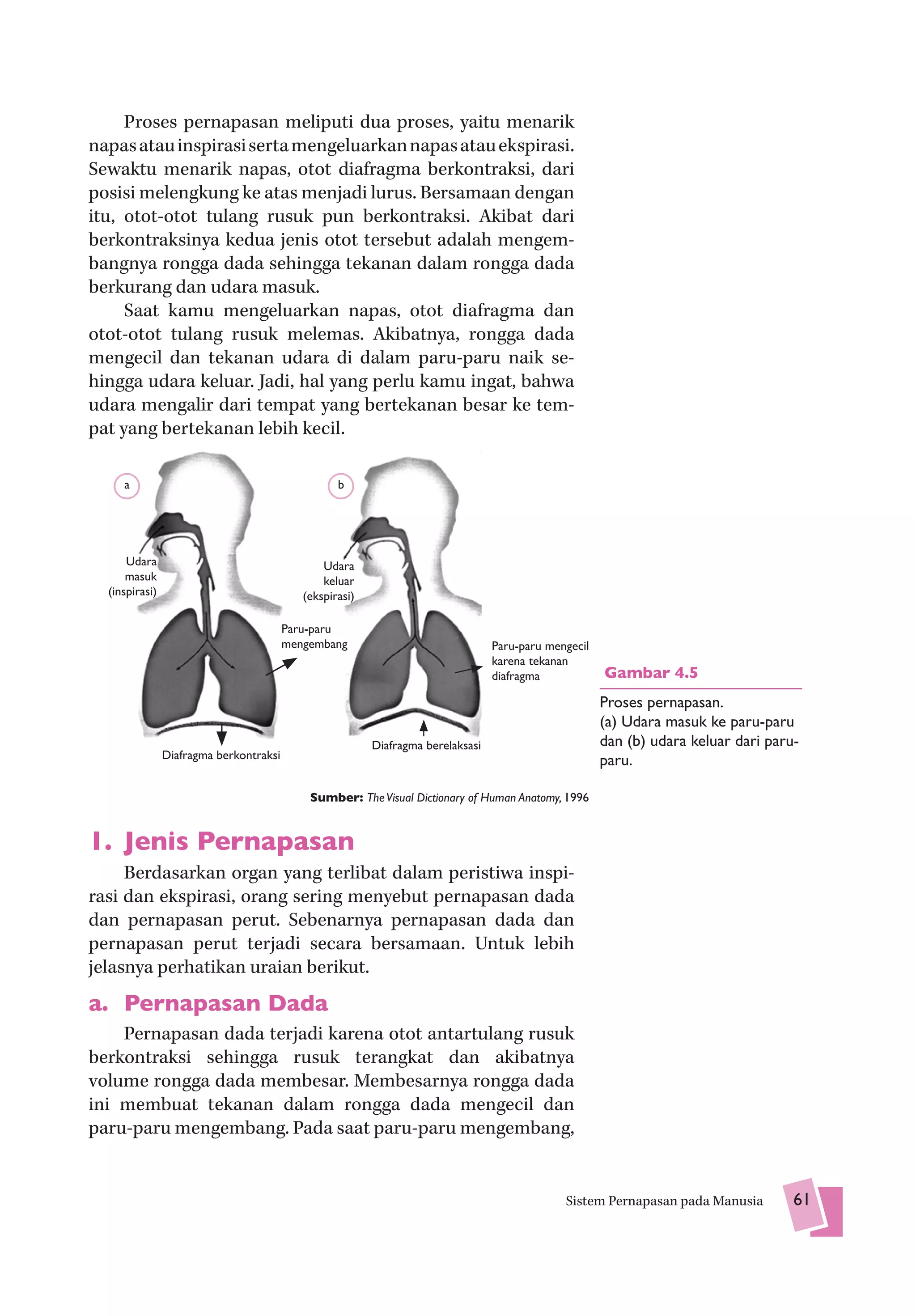 Sistem Pernapasan pada Manusia | PDF