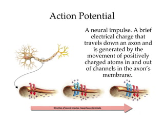 Action Potential Psychology
