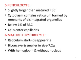 05 blood liquid connective tissue | PPT