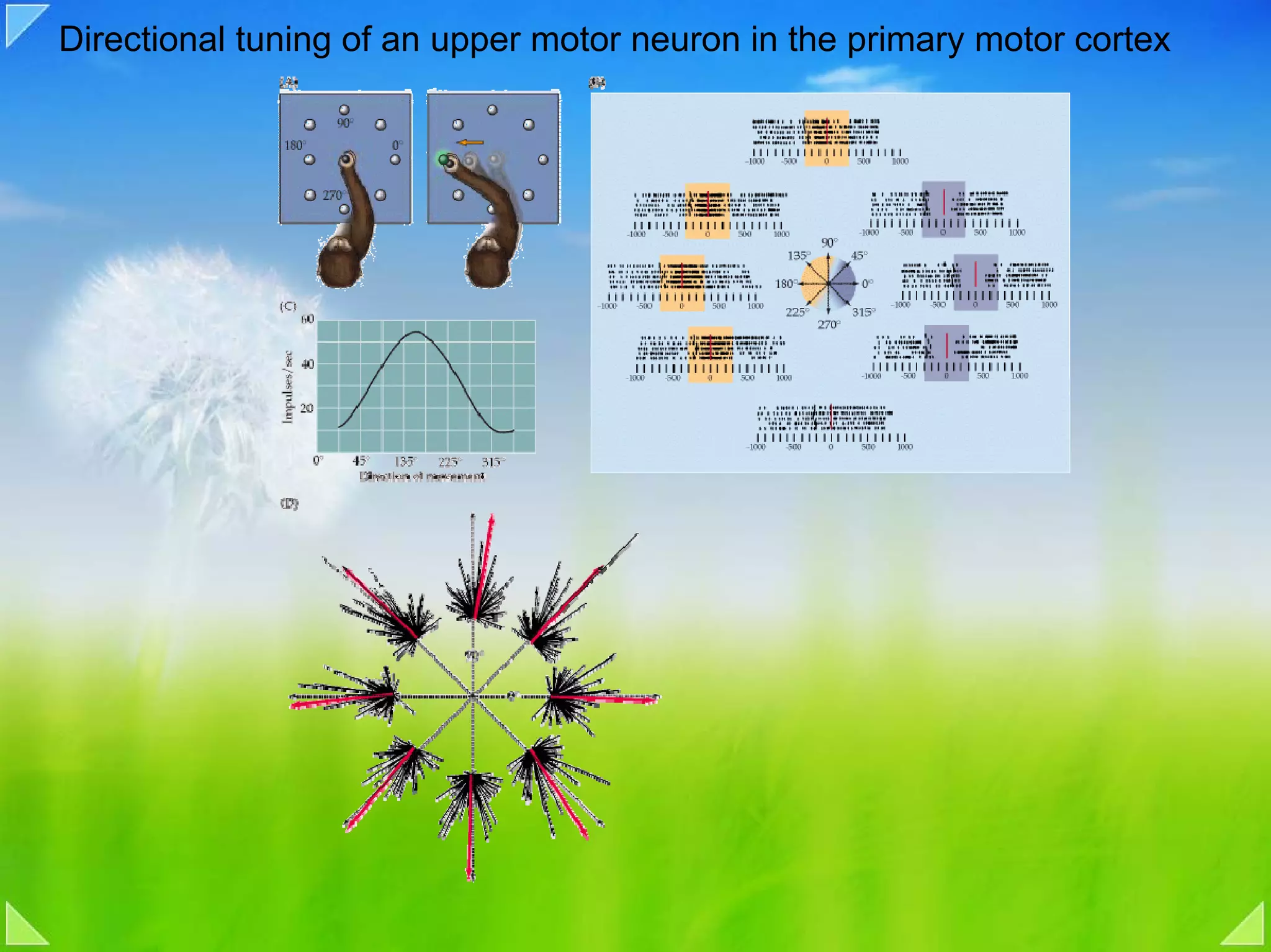 05b motor system upper motor neuron | PPT
