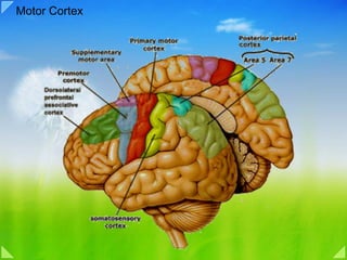 05b motor system upper motor neuron | PPT
